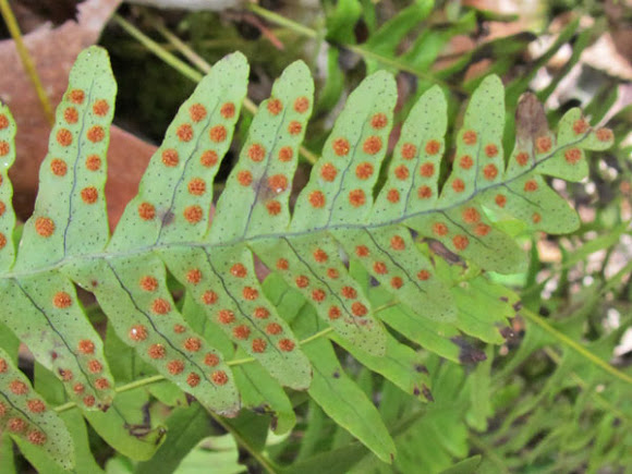 Rock cap fern | Project Noah