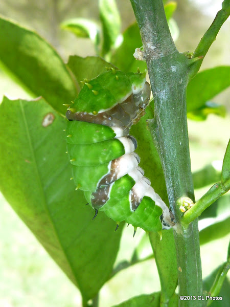 Orchard Swallowtail Caterpillar | Project Noah