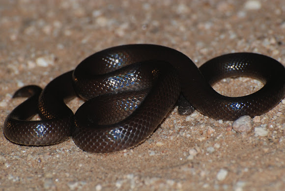 Southern Burrowing Asp | Project Noah