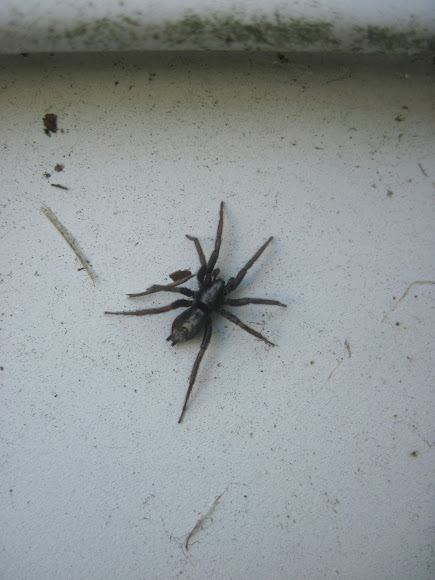 Eastern Parson Spider | Project Noah