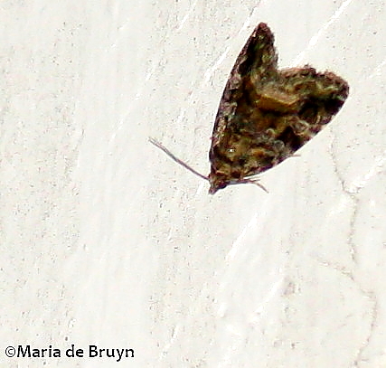 Large Mossy Glyph Moth | Project Noah