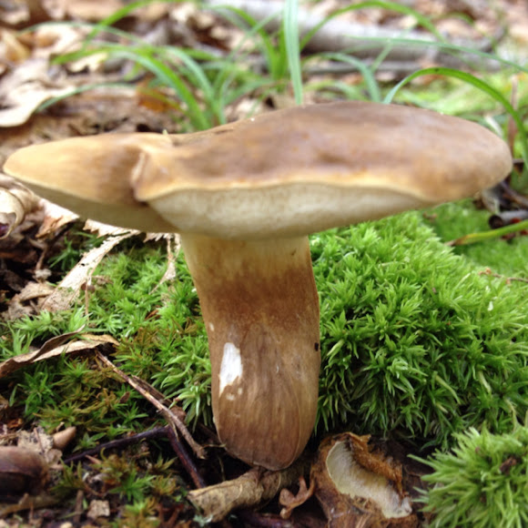 Boletus variipes | Project Noah