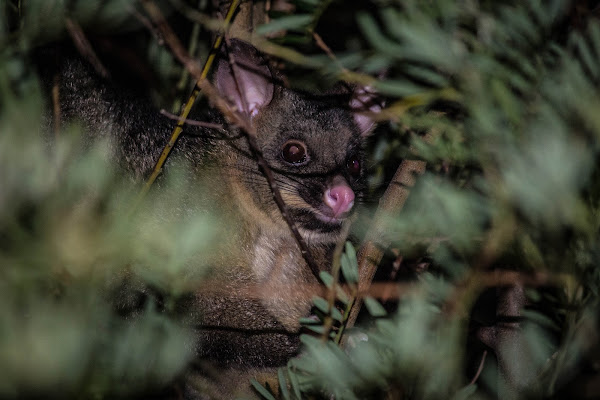Brushtail possum | Project Noah