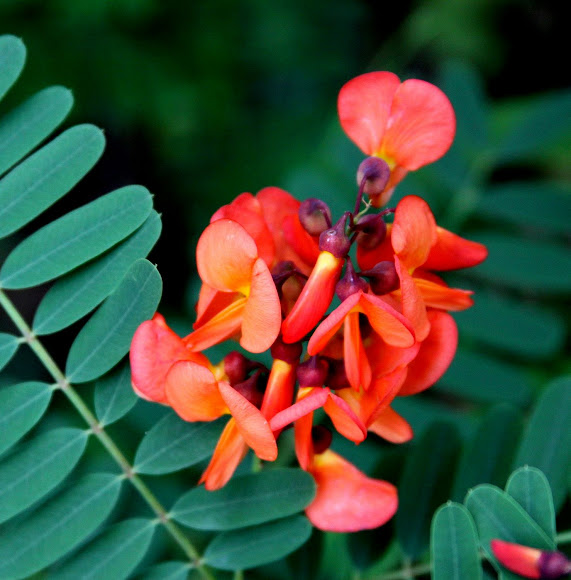 Red Sesbania | Project Noah