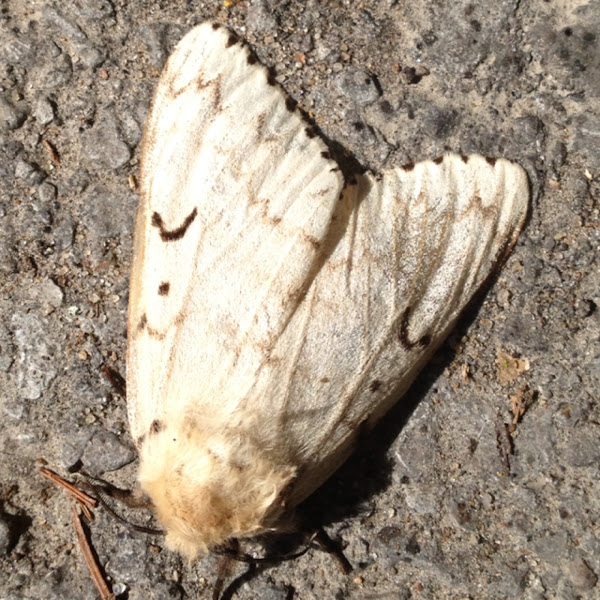 Gypsy Moth (female) | Project Noah
