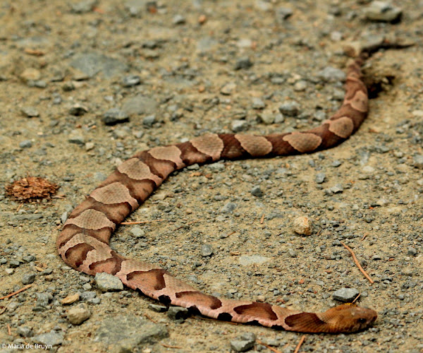 Copperhead snake | Project Noah