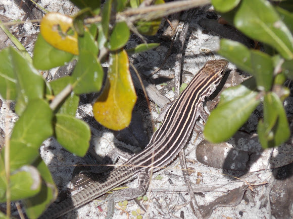 Six-Lined Racerunner | Project Noah