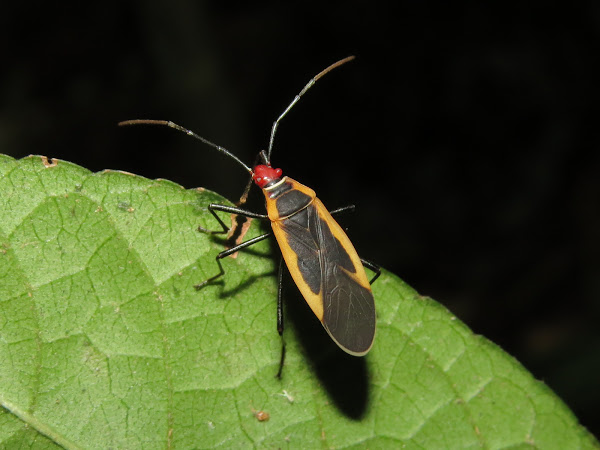 Cotton Stainer Bug | Project Noah
