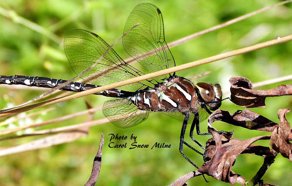 Shadow Darner Dragonfly | Project Noah