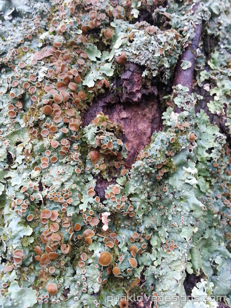 Smooth Lungwort | Project Noah