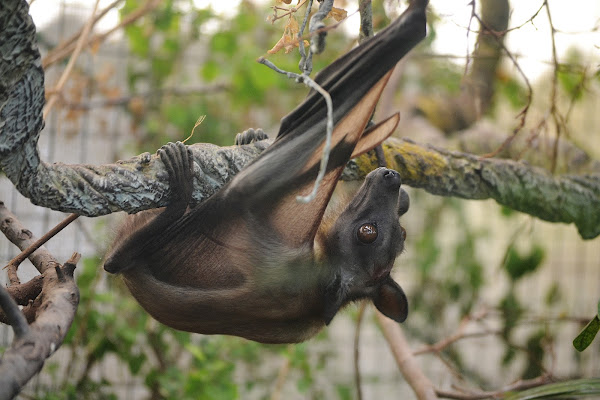 Straw-coloured Fruit Bat | Project Noah