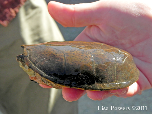 Flattened Musk Turtle | Project Noah