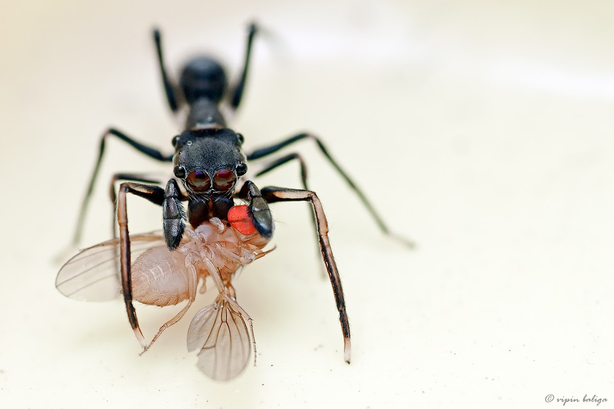 Ant Mimic Jumping Spider | Project Noah