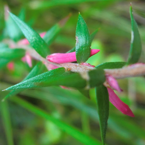 Pink Heath | Project Noah