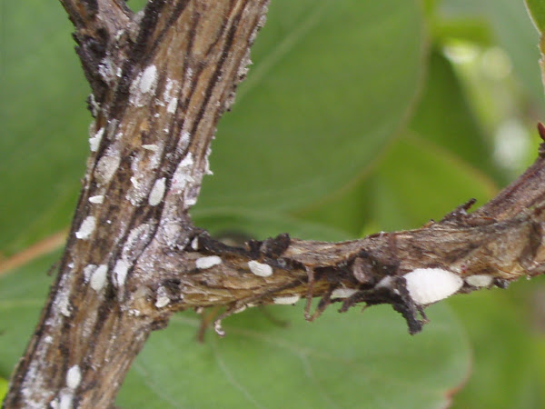 Scale or Mealybug | Project Noah