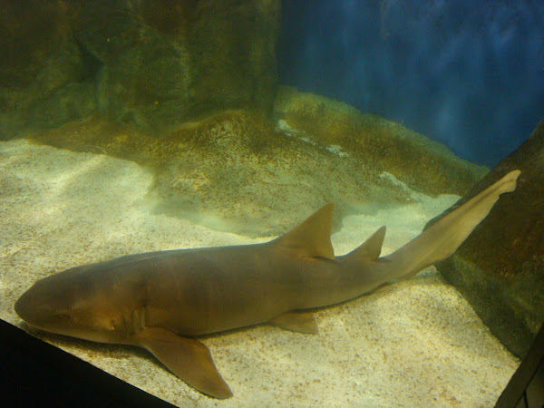 Tubarão Lixa | Project Noah