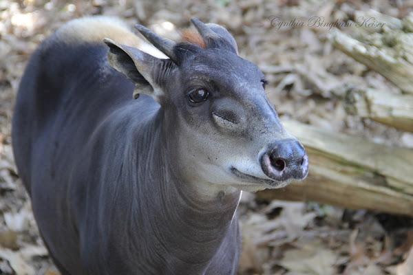 Yellow-backed Duiker | Project Noah