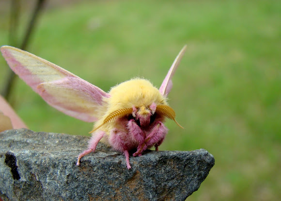 Rosy Maple Moth | Project Noah