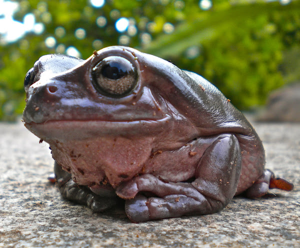 Australian White Tree Frog (White's Tree Frog) | Project Noah