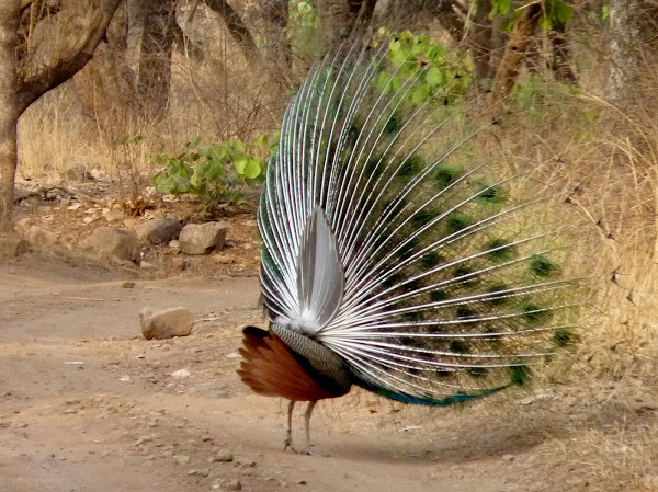 Indian Peafowl | Project Noah
