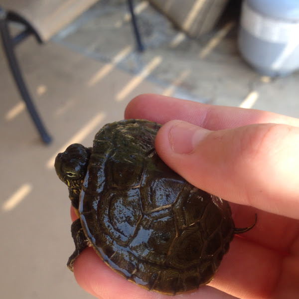 Texas River Cooter (juvenile) | Project Noah