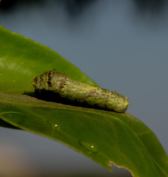 Swallowtail Larvae | Project Noah