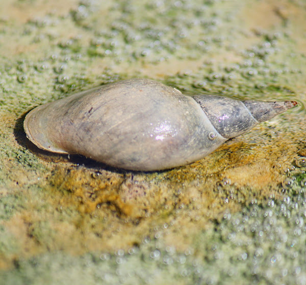 Lymnaeidae | Project Noah