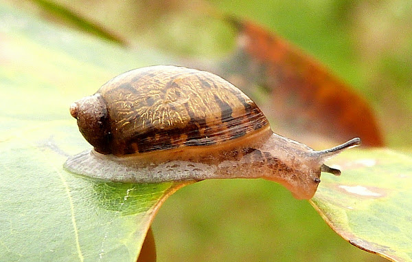 Oval Ambersnail | Project Noah