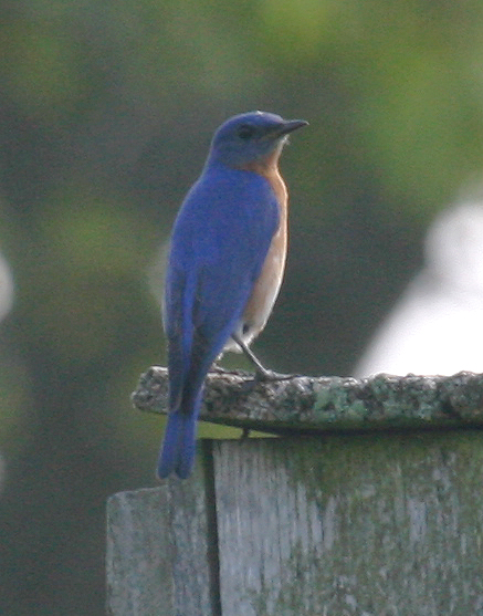 Bluebird | Project Noah