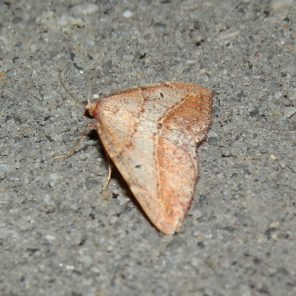 Forest Heath Moth | Project Noah