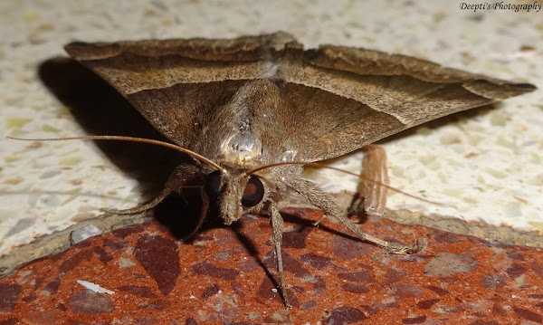 Noctuidae Moth | Project Noah