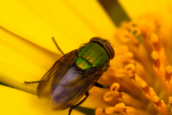 Carrion Fly | Project Noah