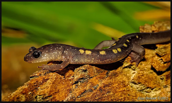 Wehrle's salamander | Project Noah