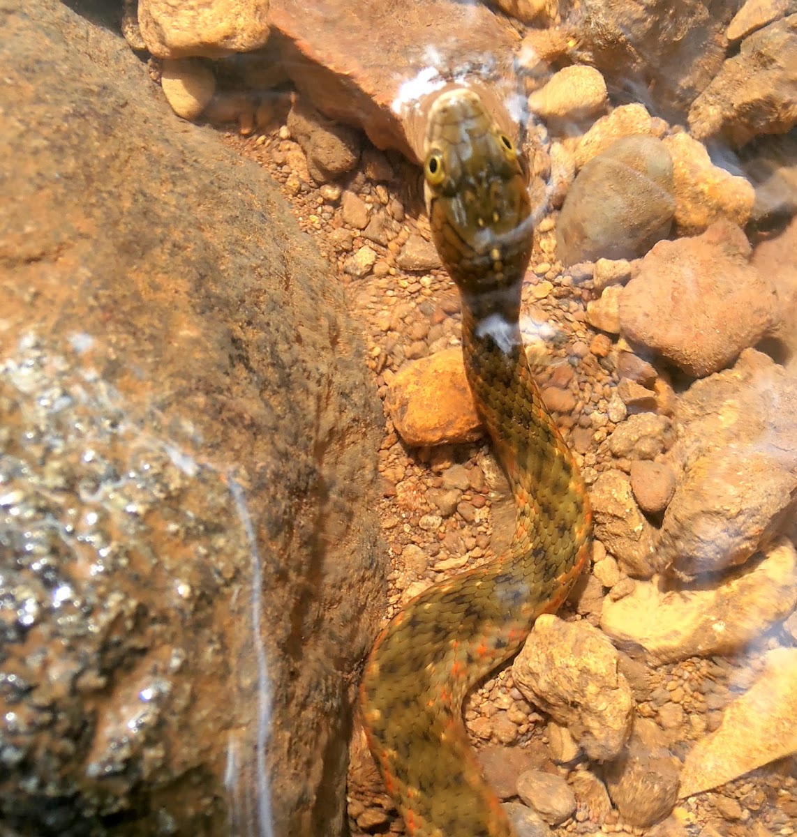 Checkered Keelback | Project Noah