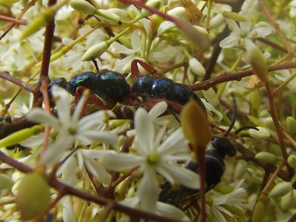 Bluebottle wasp | Project Noah