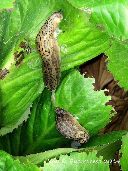 Leopard Slugs (mating) | Project Noah