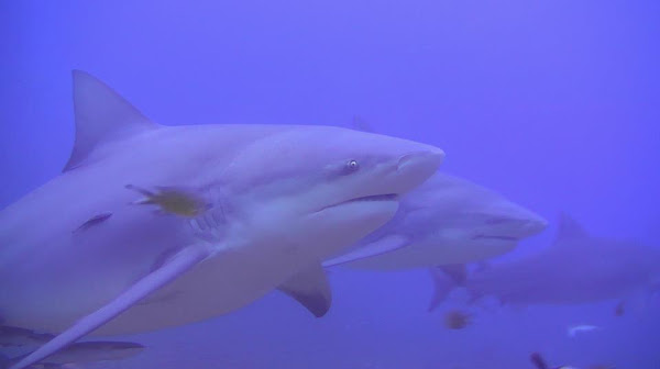 Bull Sharks | Project Noah