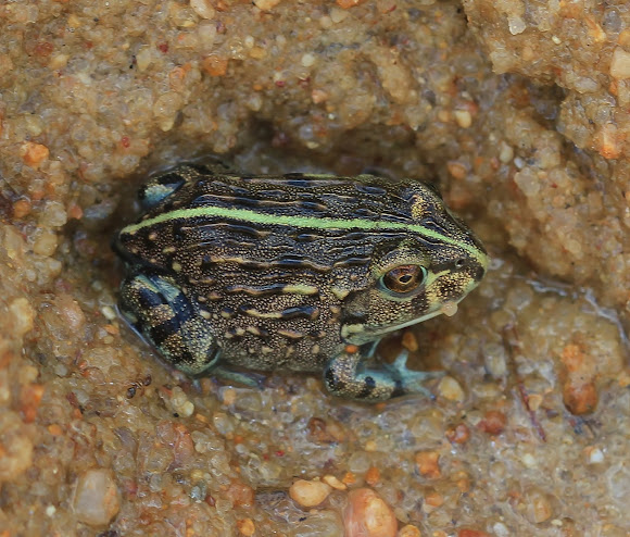 Edible Bullfrog | Project Noah