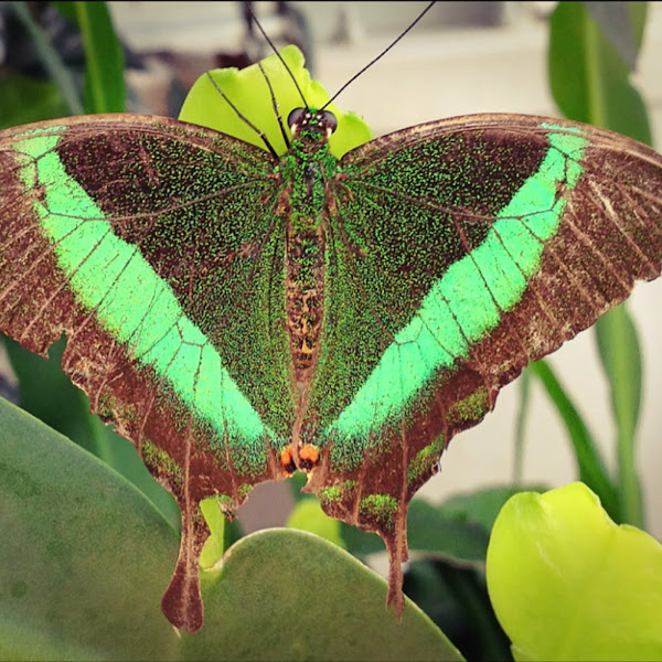 Emerald Swallowtail | Project Noah