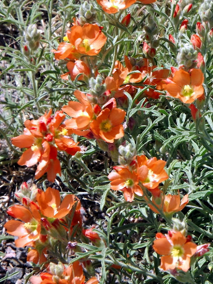 Copper Mallow | Project Noah