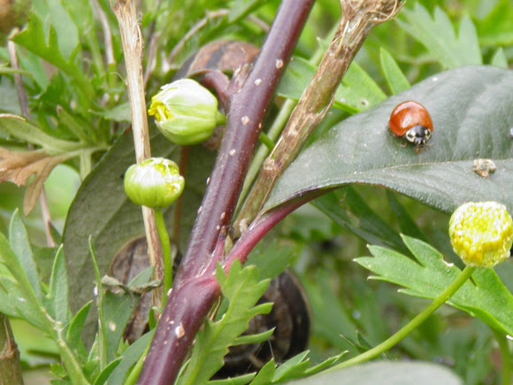 spotless ladybug | Project Noah