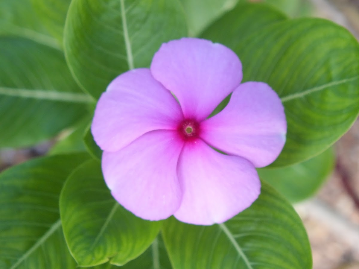Madagascar Periwinkle | Project Noah