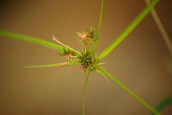 Purple Nutsedge | Project Noah