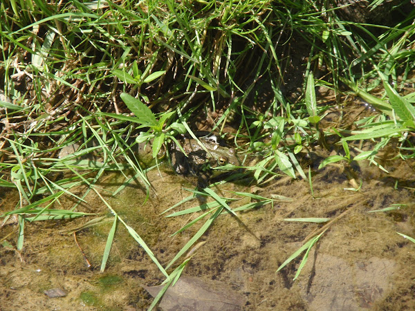 Northern Green Frog | Project Noah