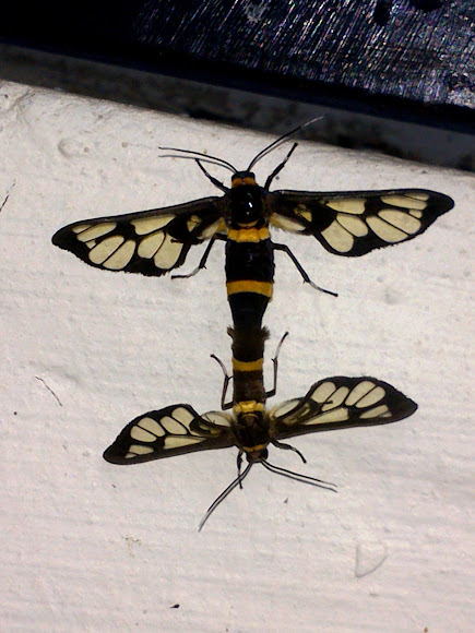 Wasp Mimic Moths - Mating | Project Noah