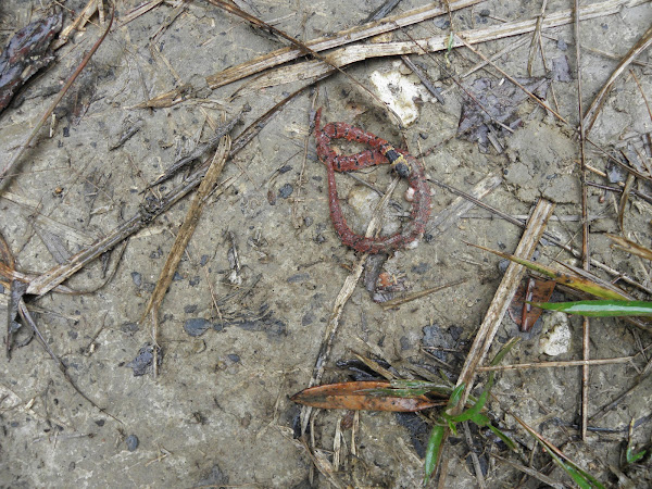 Redback Coffee Snake | Project Noah