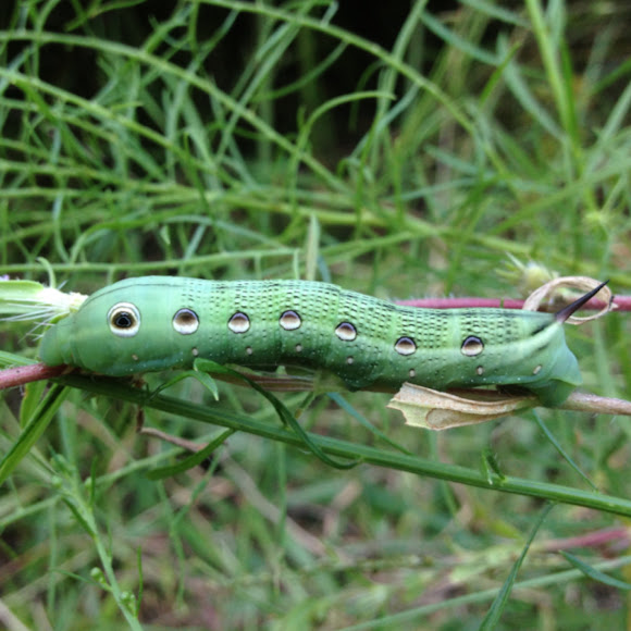 Tersa Sphinx Moth Larva | Project Noah