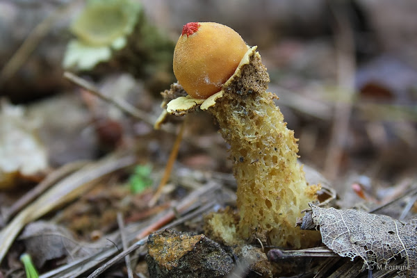 Collared Calostoma | Project Noah