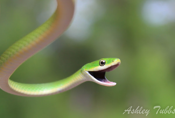Rough Green Snake Pet