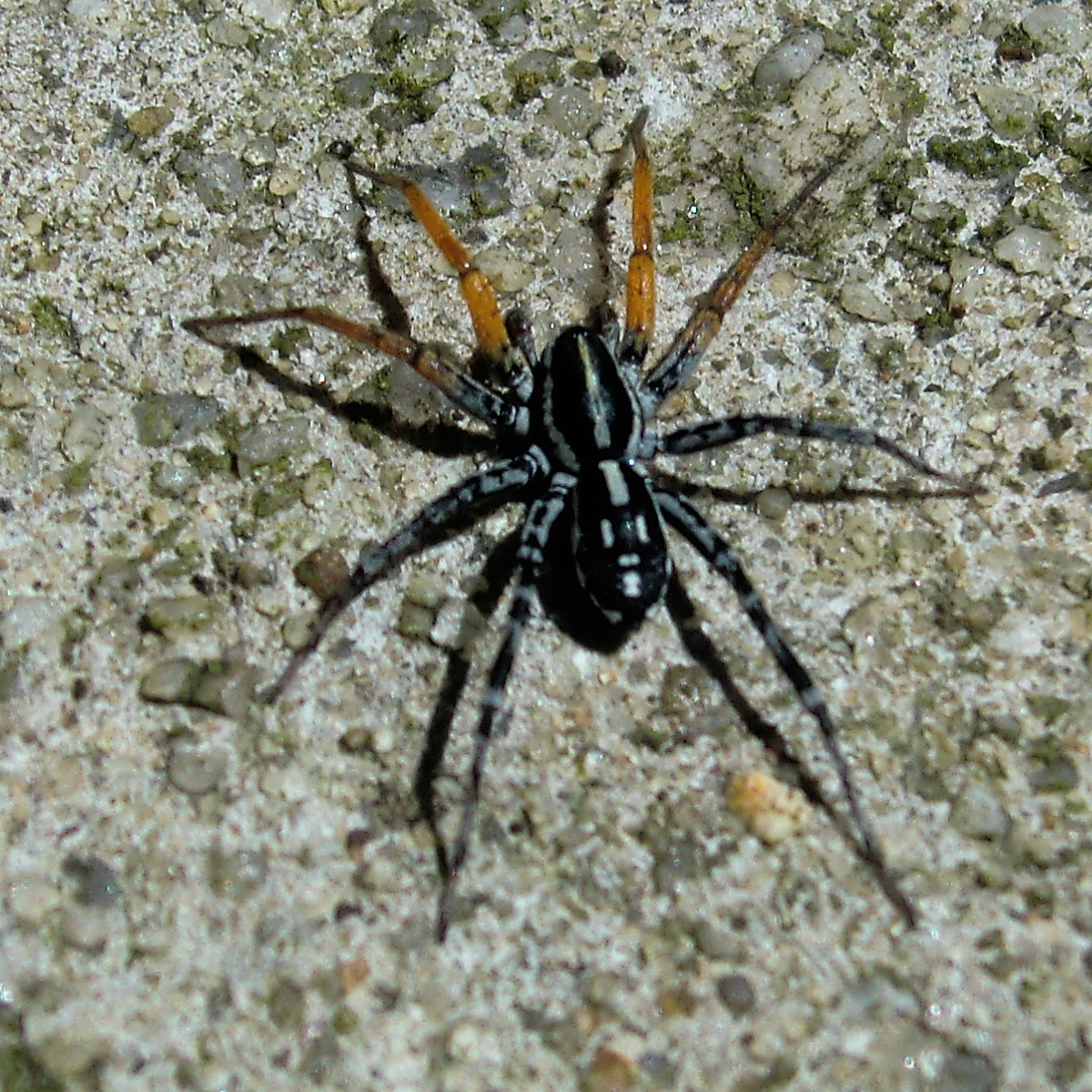 Spotted Ground Swift Spider | Project Noah